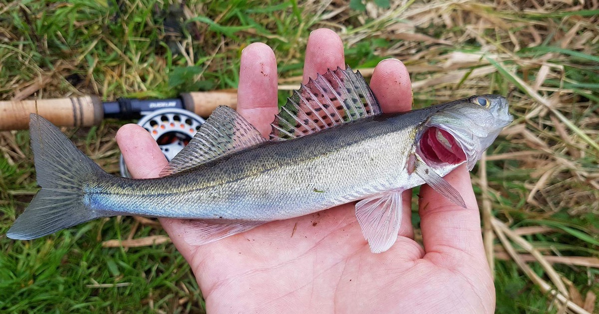 Usædvanlige fisk i Storå