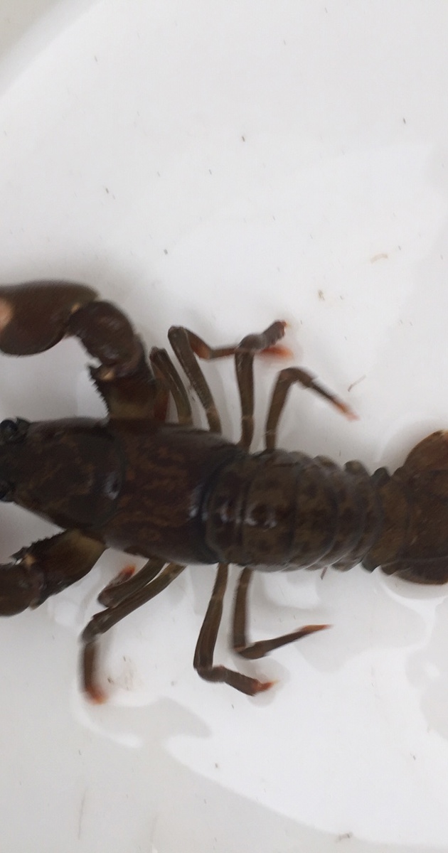 Signalkrebs i Storå-systemet